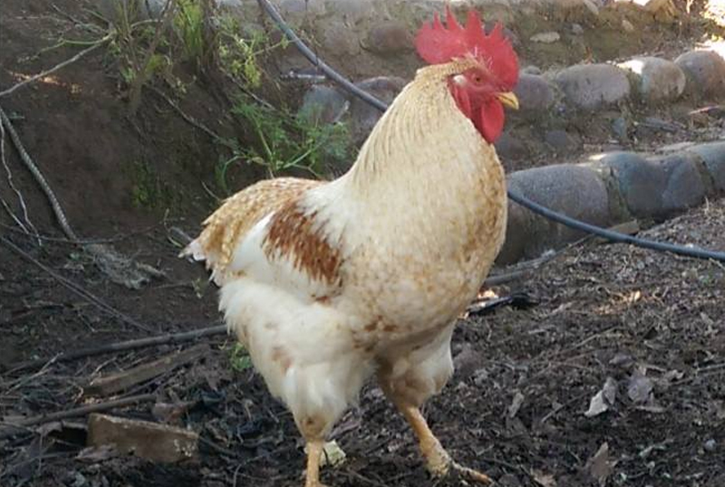 Gallos de Raza Chilena » Finca del Gallero 🦃 🐓